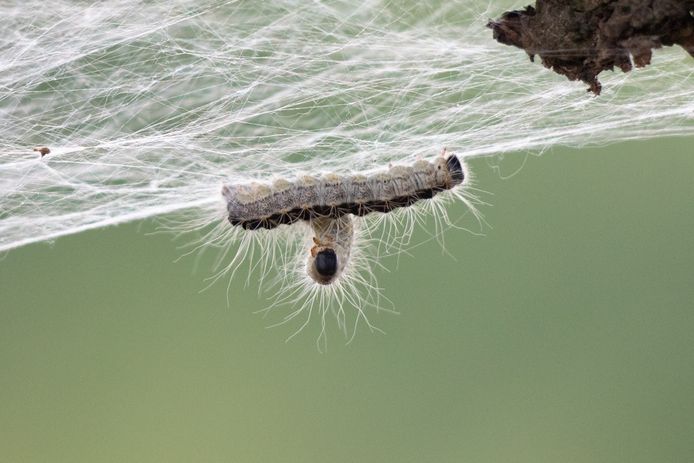 Eiken met processierupsen in Wijchen toch weer gemerkt | Wijchen ...