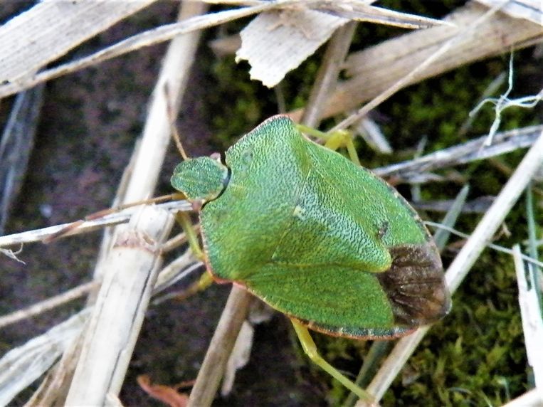 Groene stinkwantsen zitten open en bloot van het zonnetje te genieten ...