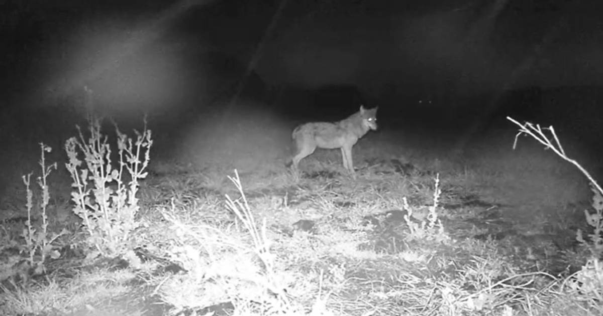 Wildcamera filmt wolf die dode ree wegsleept: ‘Beelden zijn ...