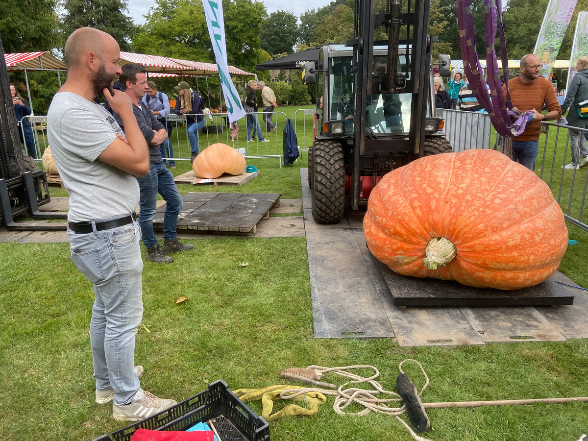 Hoe kweek je een giga pompoen van 600 kilo? Deelnemers aan het NK weten ...