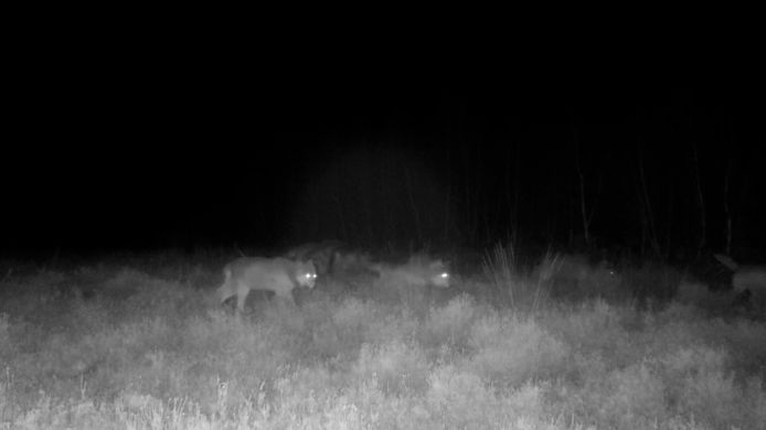 Roedel van elf wolven gespot op Noord-Veluwe: 'Eerste keer dat we er ...