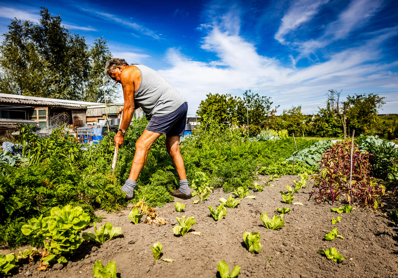 Zwaar vervuilde moestuinen schoongemaakt, na jaren eten van eigen ...