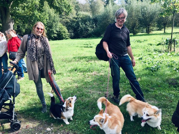 IN BEELD. Honderd hondenbaasjes doen mee aan nationale Corgiwandeling ...