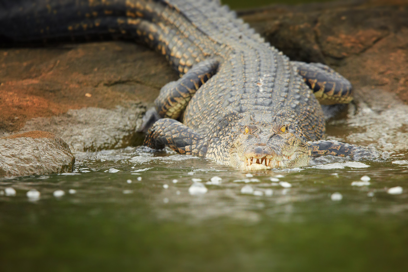 Krokodil doodt duiker in Sri Lanka | Foto | hln.be