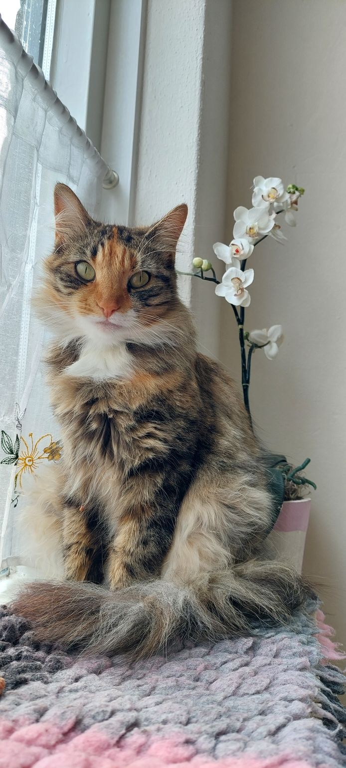 Dit zijn jullie inzendingen van de leukste katten op Wereldkattendag 2023 | Home | gelderlander.nl