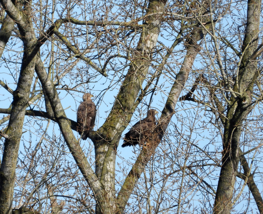 Wandelpad voor het eerst verboden gebied vanwege nestelende zeearenden ...