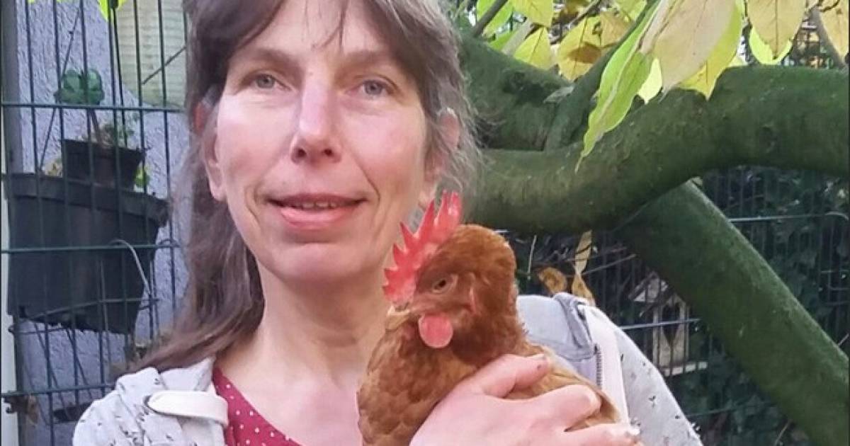 Strijd om inmiddels dode kip Jip gaat bijna vier jaar later door in ...