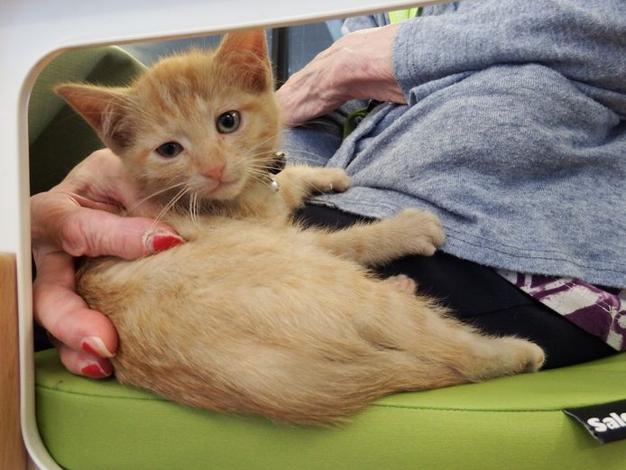Is ze niet schattig? Bewoners verzot op hun poes Molly | Nieuwpoort ...