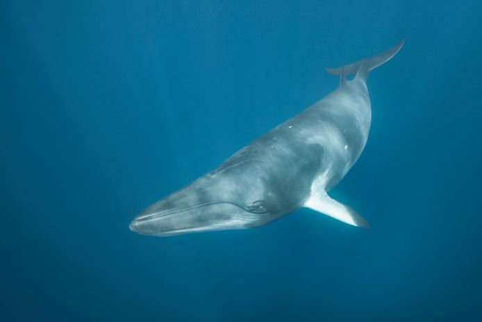 Meer dan 570 walvissen gevangen in Noorwegen dit jaar | Dieren | hln.be