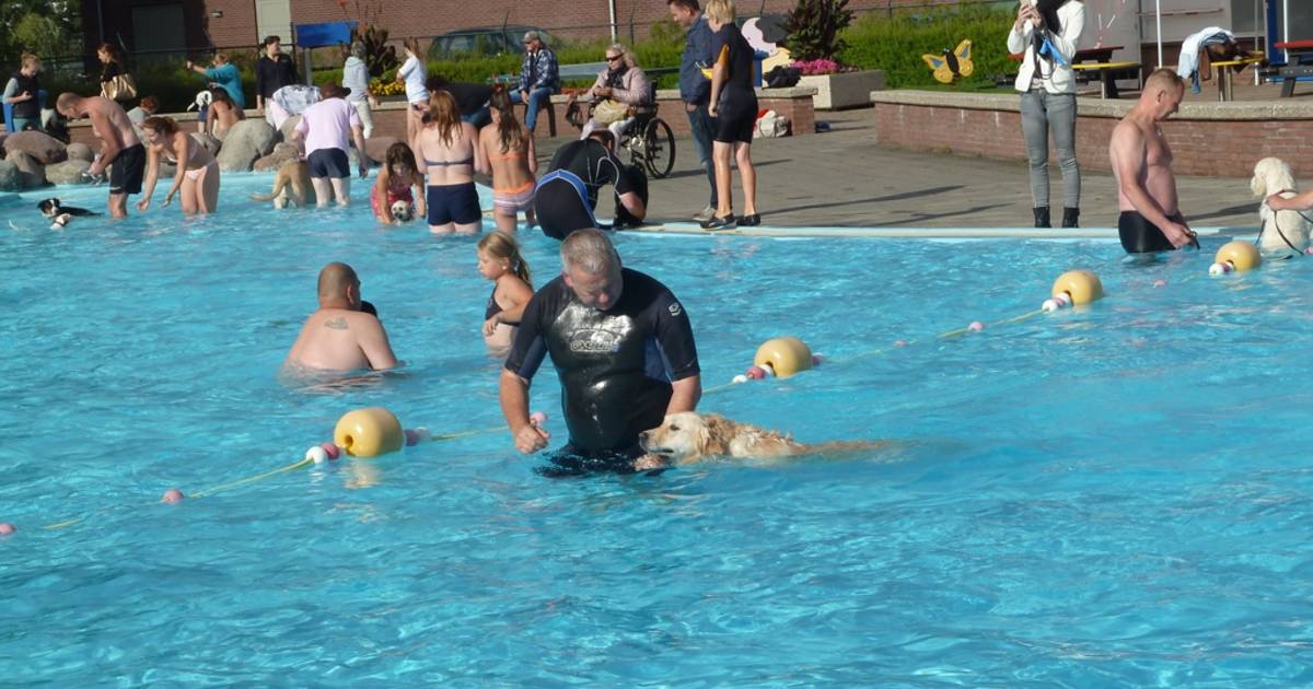 250 honden zwemmen legaal in openluchtzwembad de Dolfijn in Best (video ...