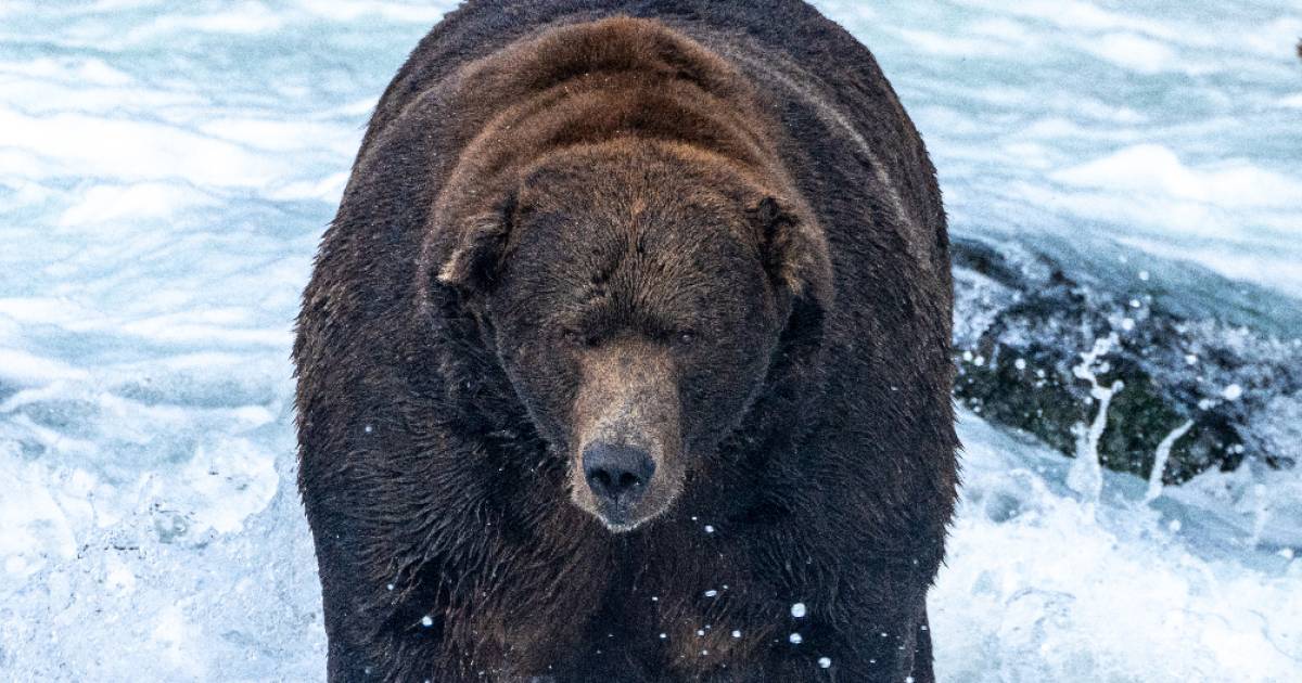 Bruine beer 747 wint voor de tweede keer ‘Fat Bear Week’, maar stemming ...