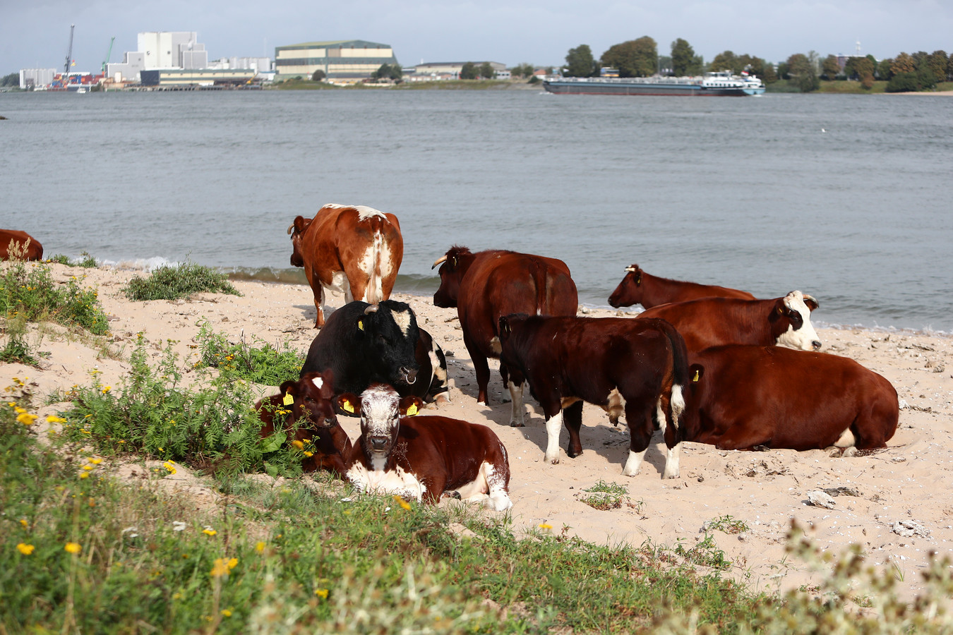 Grote grazers en hele kleine beestjes en plantjes op 100-jarige ...