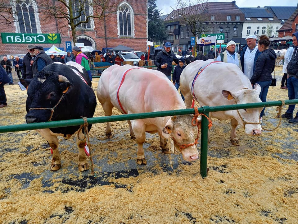 Ondanks regen blikt Zomergem terug op meer dan geslaagde Vette Veemarkt ...