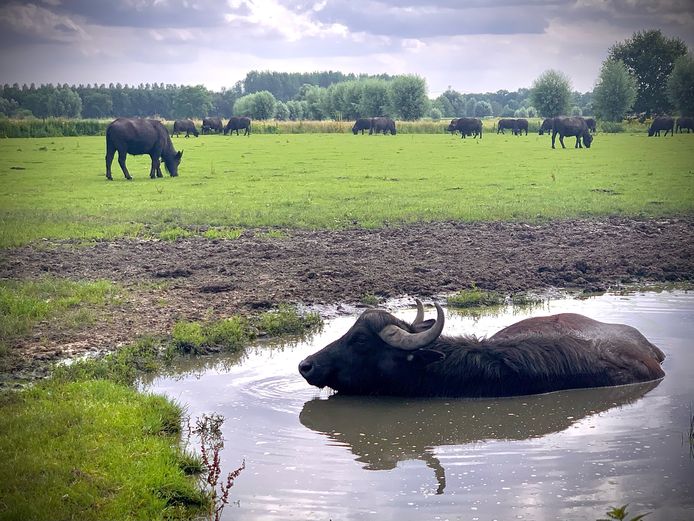 Kennismaken met 100 waterbuffels bij de Stoerderij | Son en Breugel | AD.nl