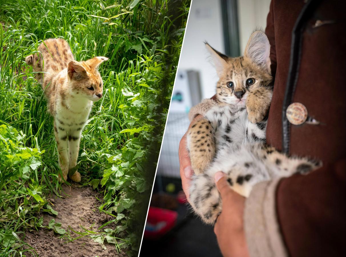 Verbod op handel per 2024 in exotische dieren, opvangcentra zetten zich ...