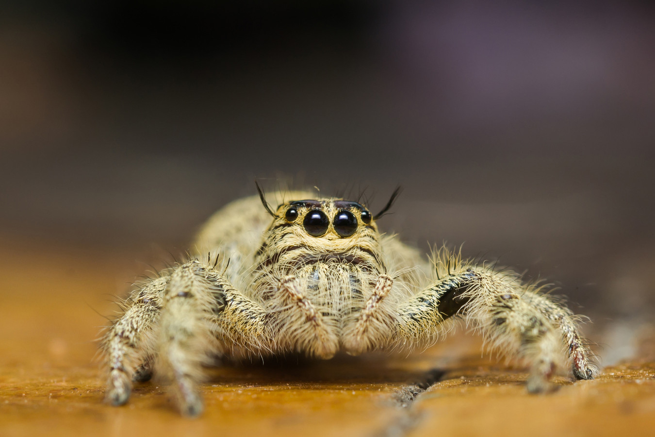 Met deze zeven grote spinnen reis je vandaag naar het werk | Foto | hln.be