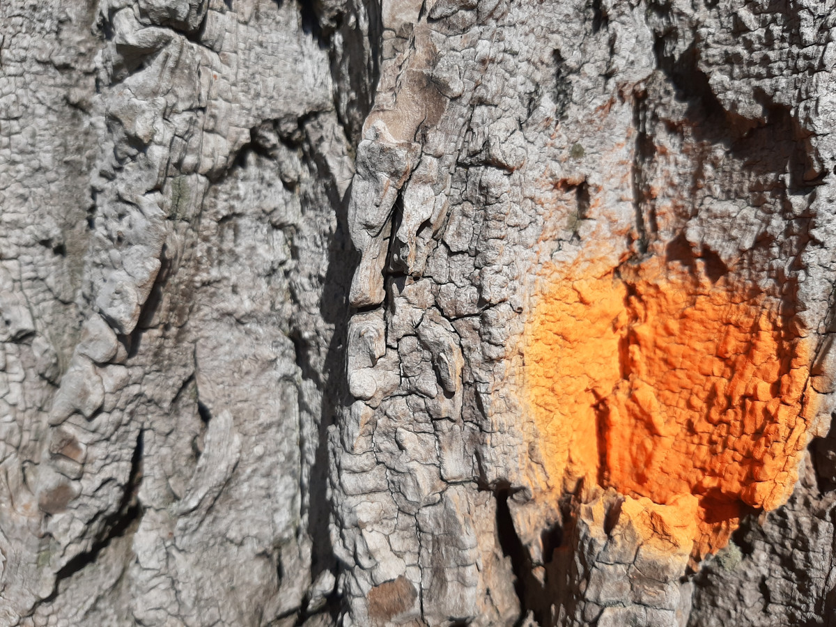 Twintig oude populieren langs Veensteeg en Nieuwe Kanaal zijn ziek en ...