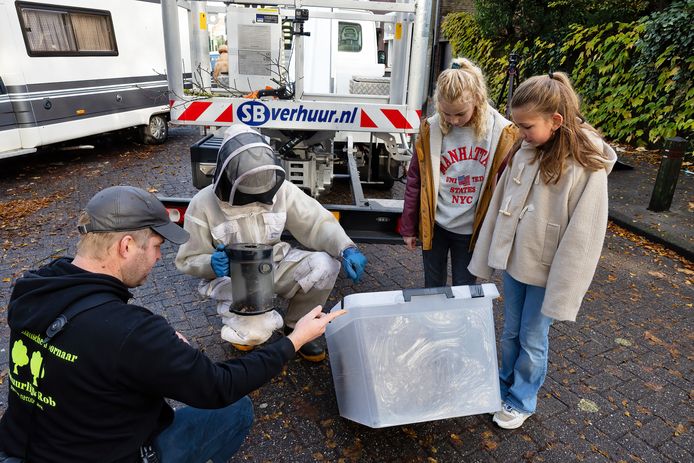 Een skippybal in de boom? Nee, Pia en Sam zien een nest vol Aziatische ...