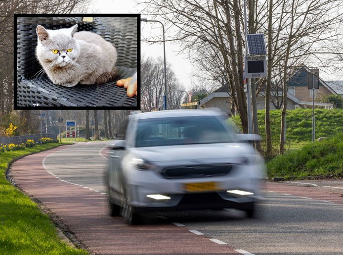 In één rit rijdt bestuurder achter elkaar katten Nousnous én Pudding ...