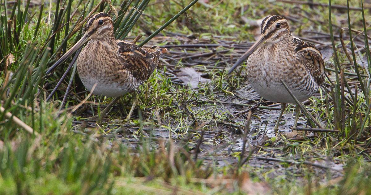 De watersnip is in Twente en de Achterhoek nu vooral een wintergast ...