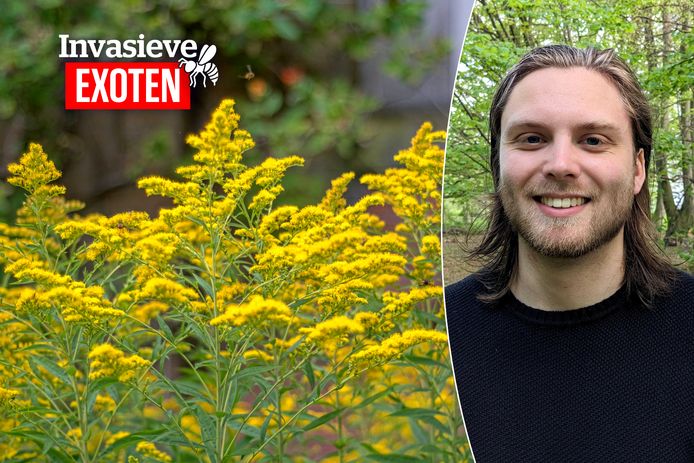 “Ze hebben een zeer groot deel van België veroverd”: zo herken én ... “Ze hebben een zeer groot deel van België veroverd”: zo herken én ...