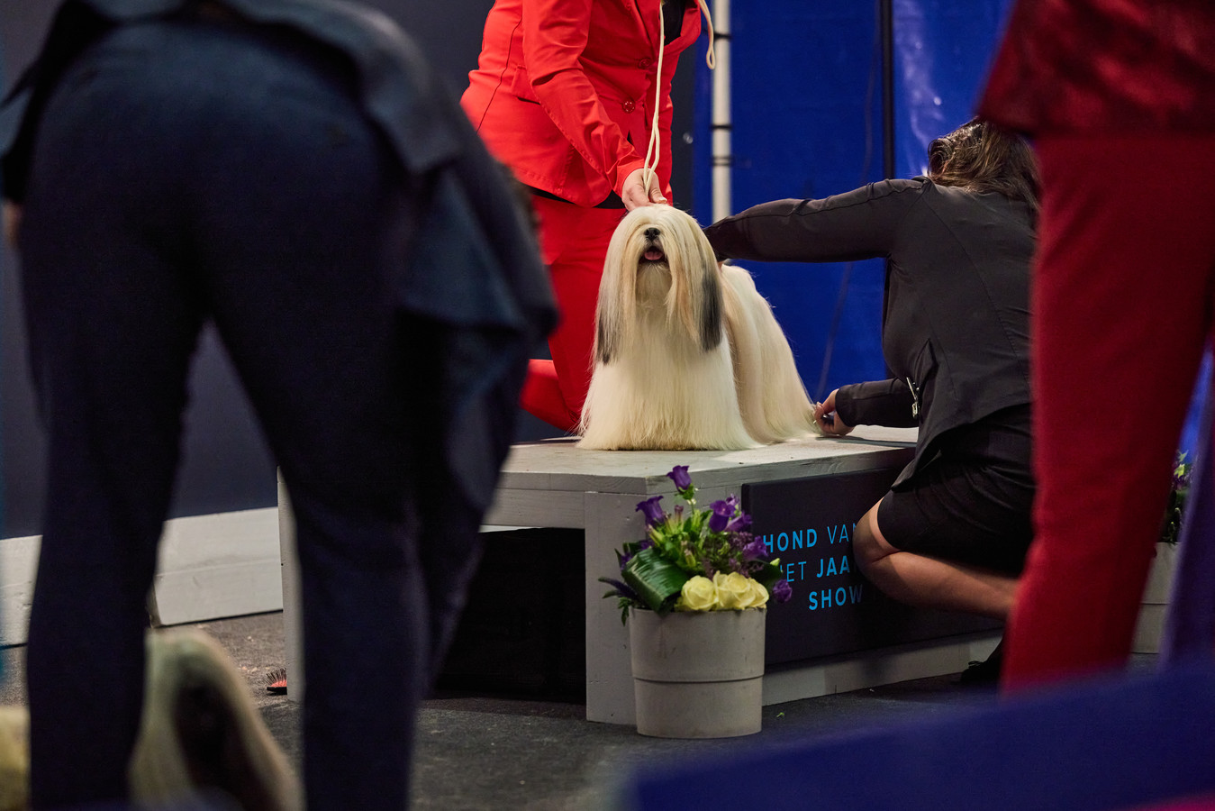 De hondenverkiezing: zielig, of een feest voor mens en dier? ‘Mijn ...