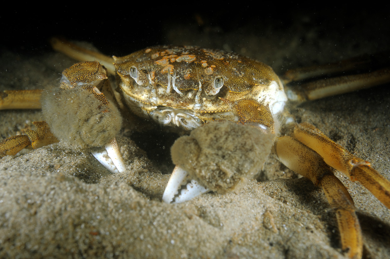 De Chinese wolhandkrab is al 90 jaar in Nederland, maar zorgt vooral in ...