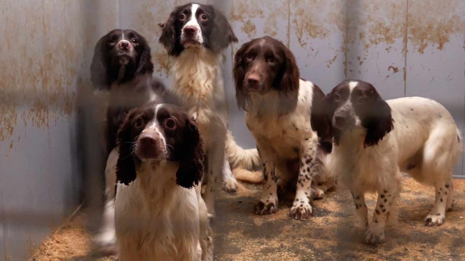 Nog steeds 180 honden bij ‘horrorfokker’ in Eersel, hoewel bedrijf ...