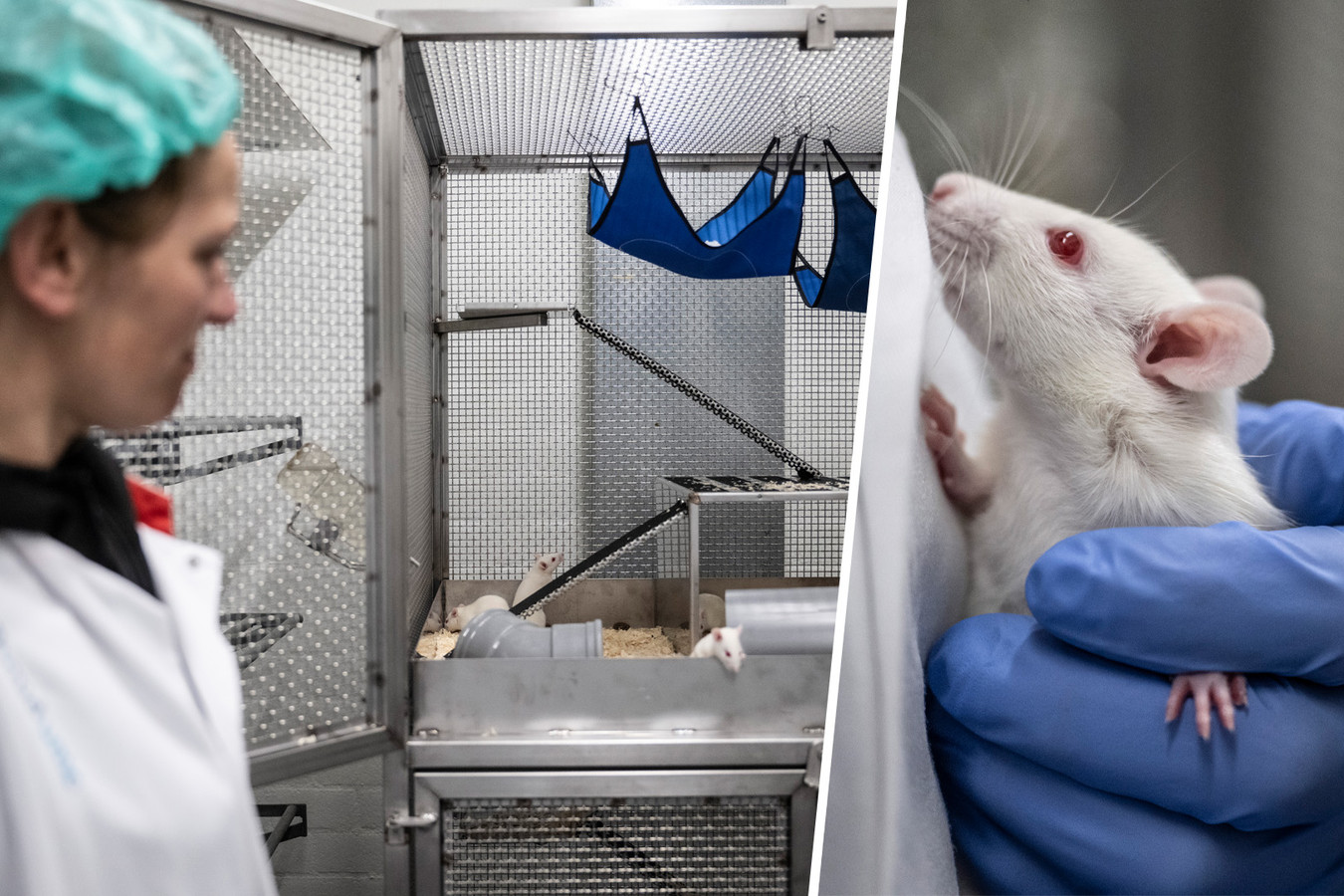 Achter de schermen van het proefdierenlab: ‘Je kunt hier alleen werken ...