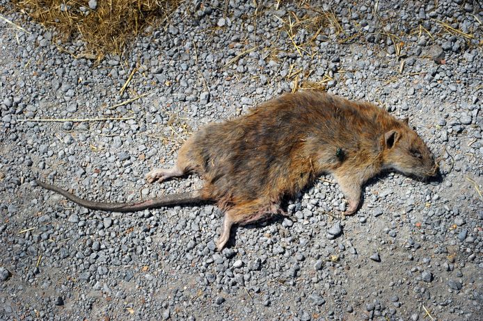 Ossenaar schaft wapens aan om op ratten schieten | Oss e.o. | bd.nl