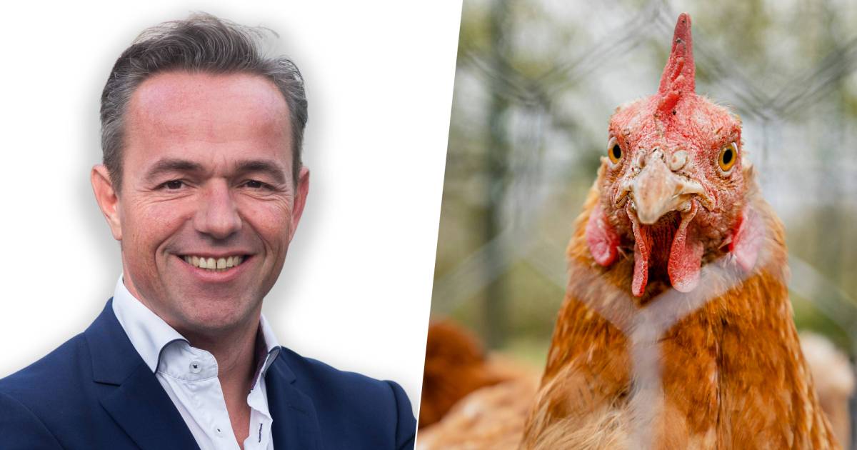 Dennis’ eieren waardeloos door PFAS: wie heeft trek in verse kippensoep ...