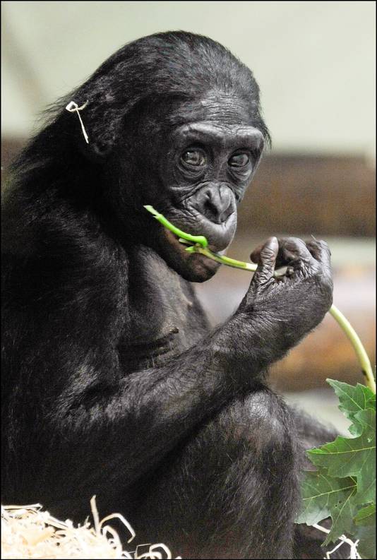 Le bonobo de Planckendael, "singe le plus intelligent du monde ...