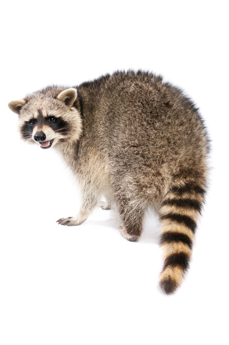 De wasbeer rukt voorzichtig op in Nederland. In Duitsland zijn er al 1 ...