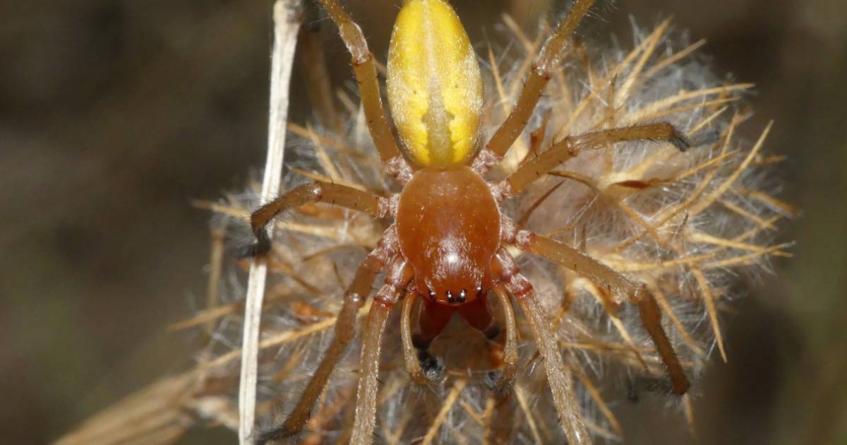 Eén van zeldzaamste Belgische spinnensoorten met beet die voelt als ...