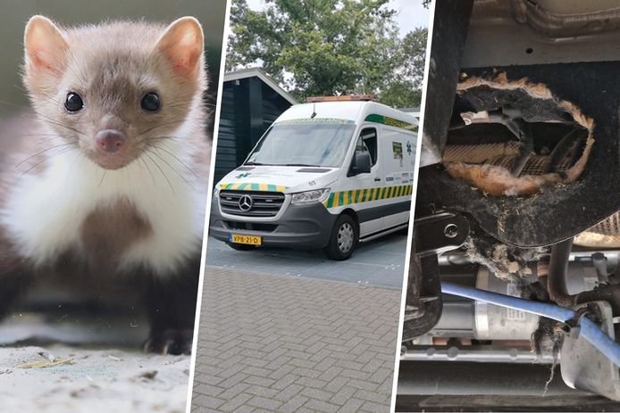 Hoe dit beschermde roofdier al maanden de dierenambulance dwarszit: ‘We ...