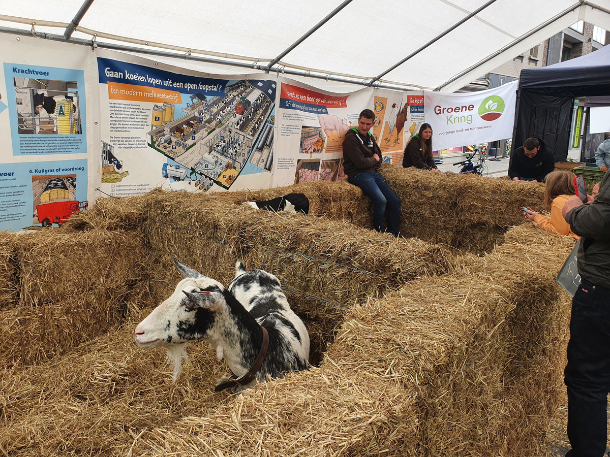 IN BEELD. Geslaagde editie van Hoogstraten Feest en erfgoeddag ondanks ...