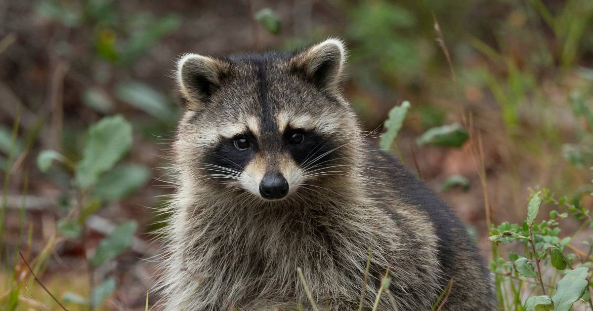 Wasberen gespot in Zoerselbos: “Schattig, dat zeker. Maar of we er blij ...
