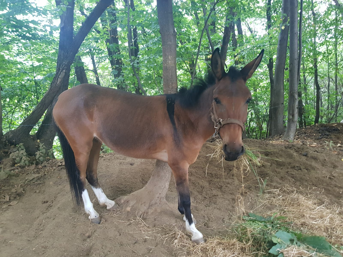 Sanne (16) wil muildier Nutella (7) uit Italië een mooier leven geven ...