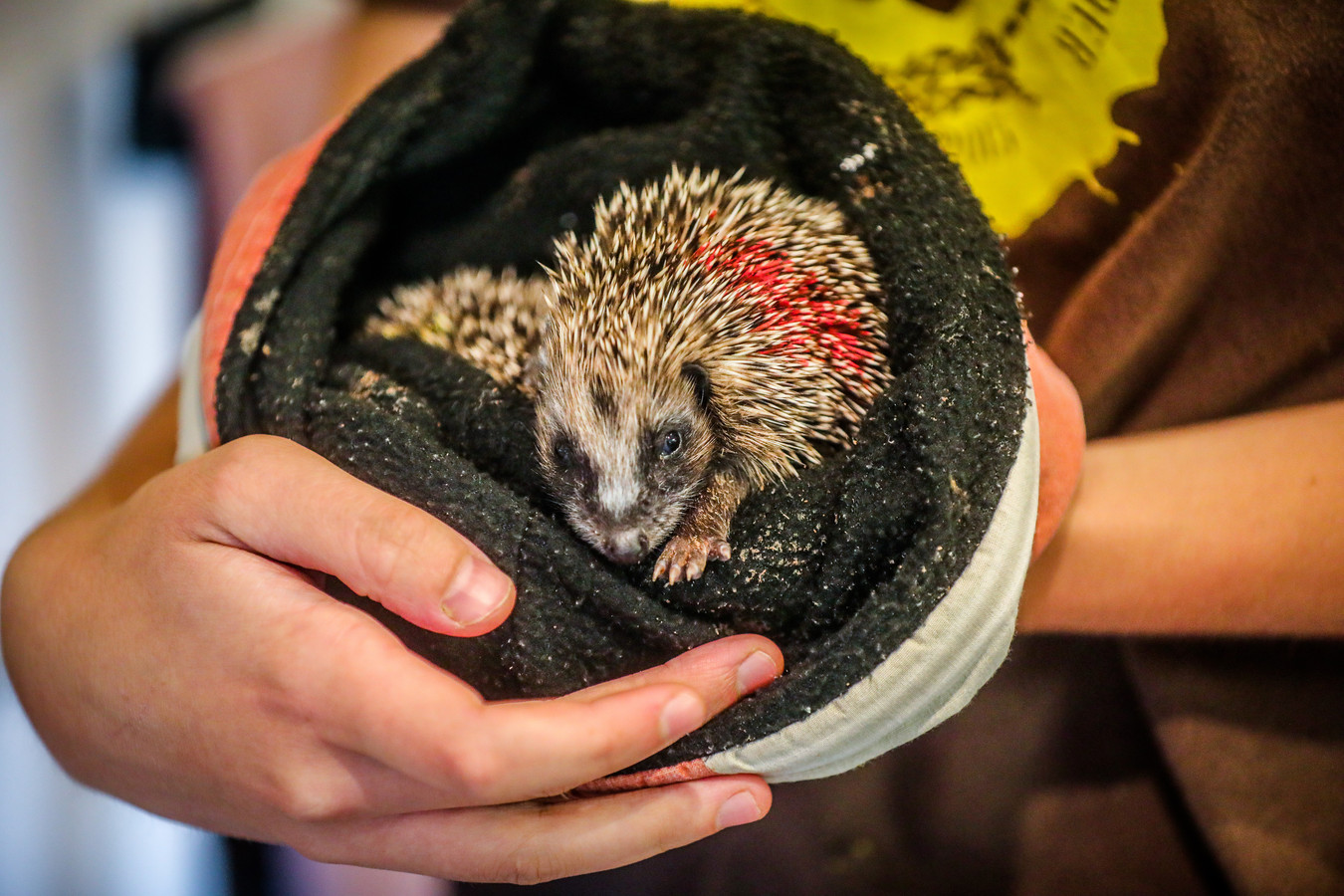 Aantal binnengebrachte wilde dieren bij vogelopvangcentra voor het ...