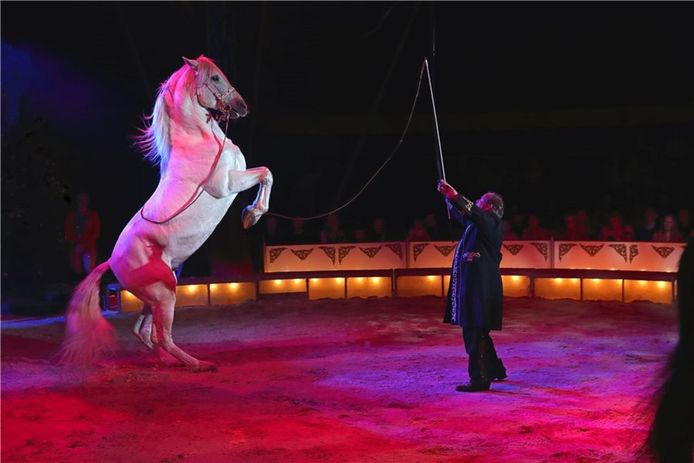Oproep aan Circus Belly (nu in Schüttorf): stop dierenshows, gun ...