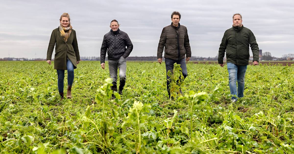‘Koolstofboeren’ in Altena slaan handen ineen voor Brabantse primeur: CO2 uit de lucht en in de ...