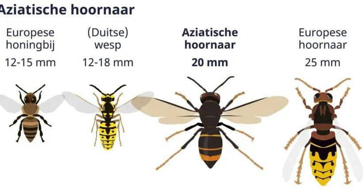 Gratis verdelging Aziatische hoornaar | Sint-Lievens-Houtem | hln.be