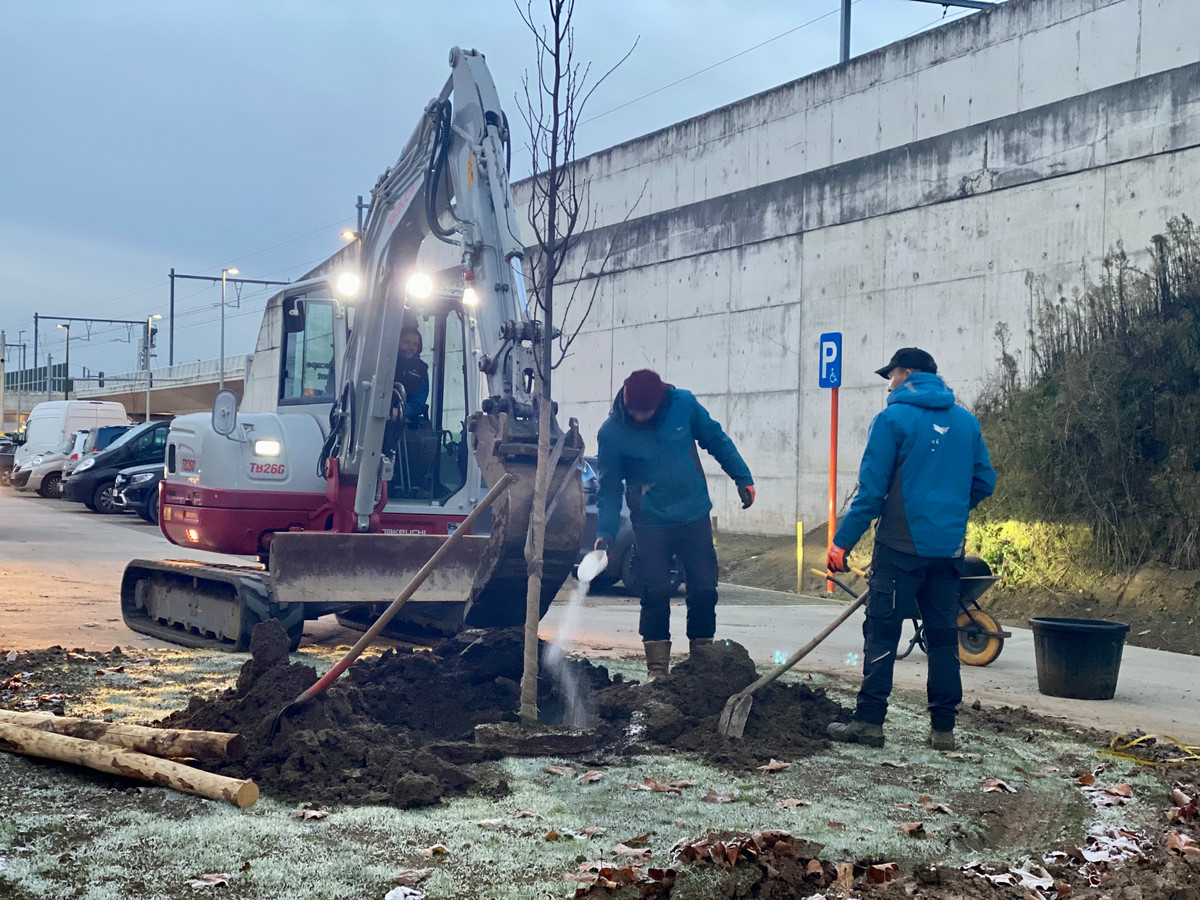 Stad plant bomen aan in stationsomgeving: “Zorgen ervoor dat Colomalaan ...