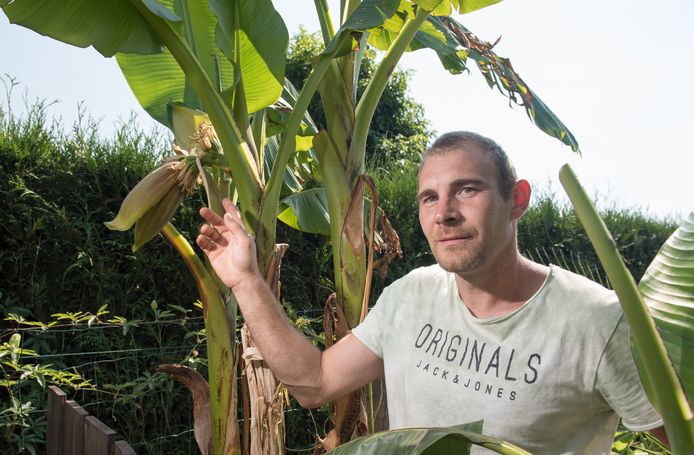 Bananen groeien als kool in tuin rijhuis | Ronse | hln.be