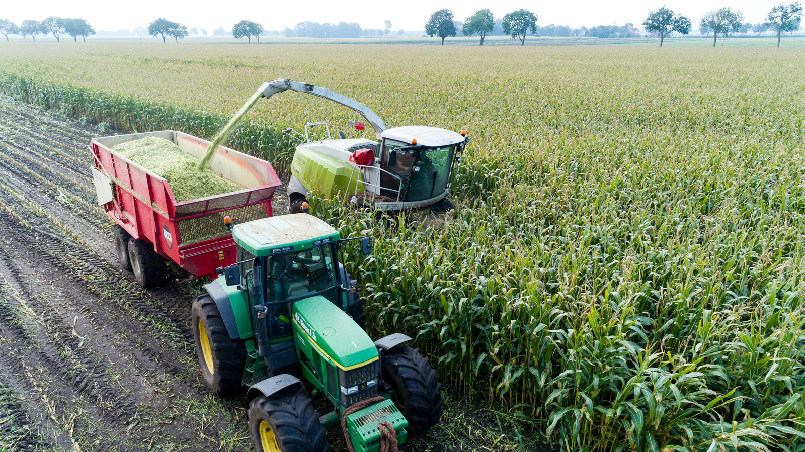 Criminelen saboteren maïsoogst van boeren om schuur te gebruiken voor ...