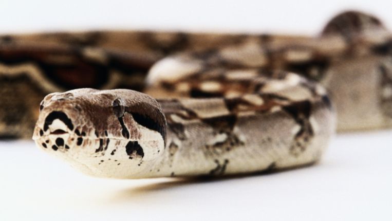 Dorpje in de ban van boa die al maand niet meer gegeten heeft