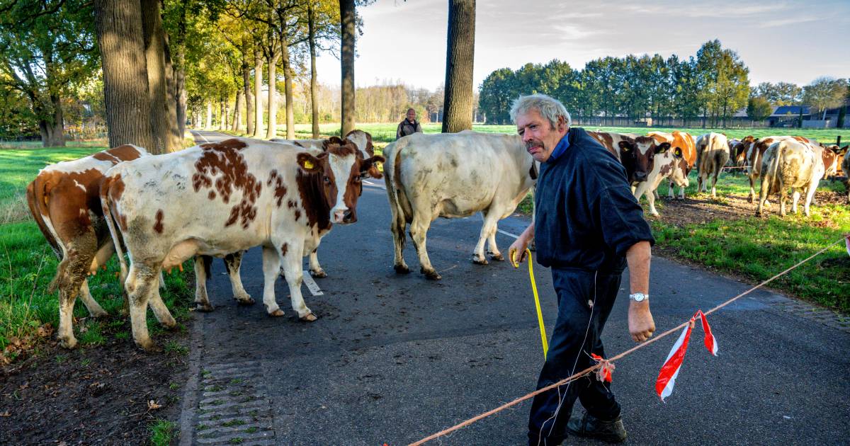 Kees en Paula laten zien dat kleinschalig boeren kan: ‘Een koe gaat ...