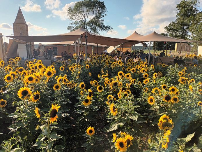 IN BEELD. Campo Solar in Damme start onder stralende zon | Damme | hln.be