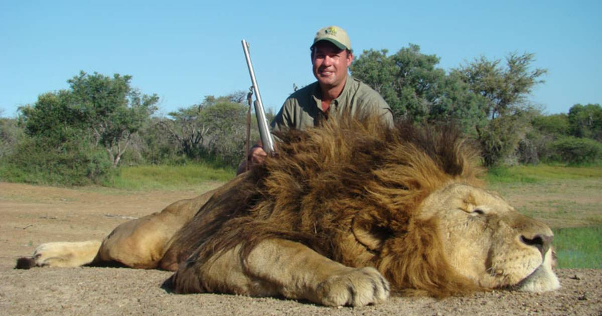 La chasse aux lions attire de nombreux Belges | Ecologie | 7sur7.be