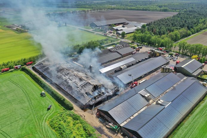 Wéér duizenden varkens dood bij stalbrand: 3000 dieren komen in Reusel ...